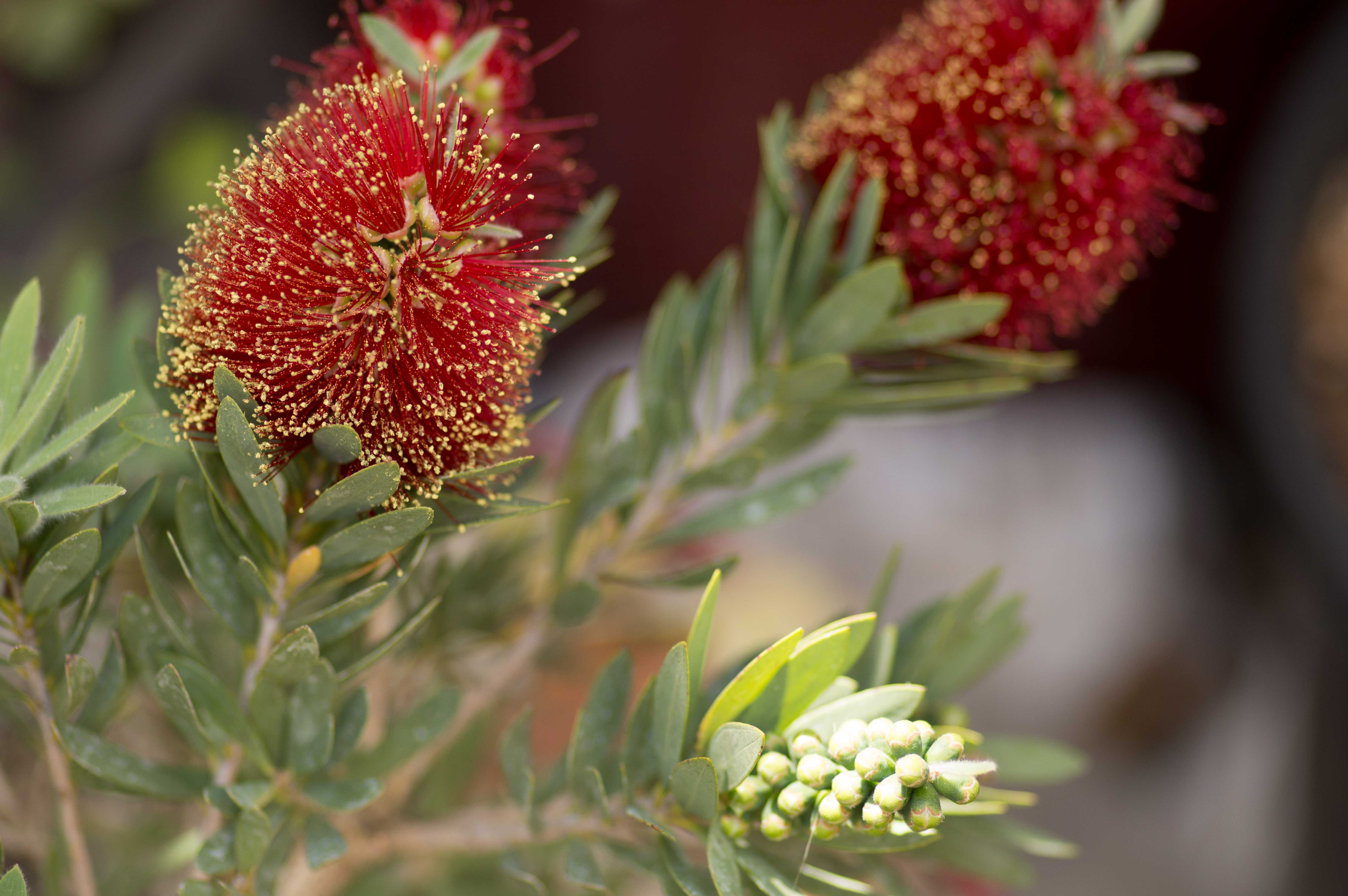 If You break, keep on flowering. – Garden Imperfect Plants