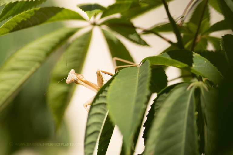 You think YOU are special? – Garden Imperfect Plants