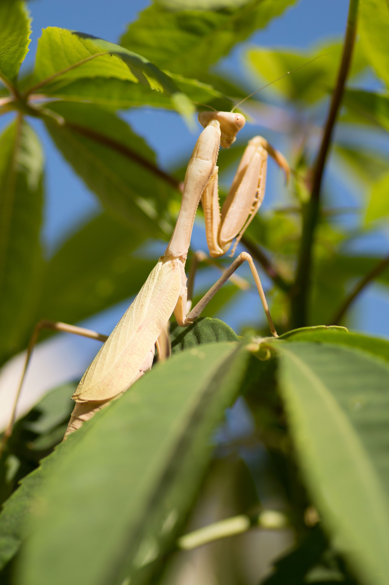 You think YOU are special? – Garden Imperfect Plants