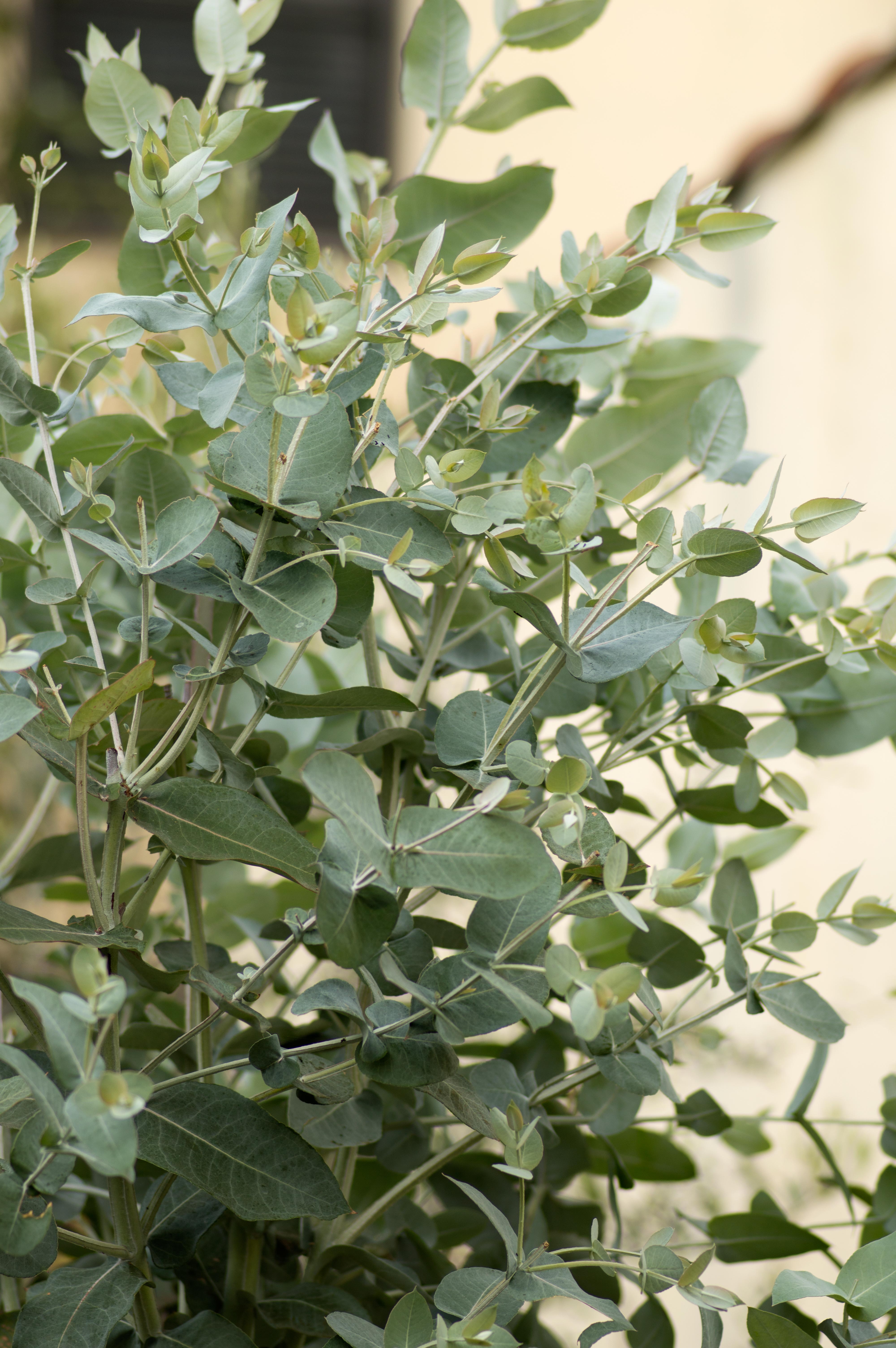 PLANTS IN GARDEN – Garden Imperfect Plants