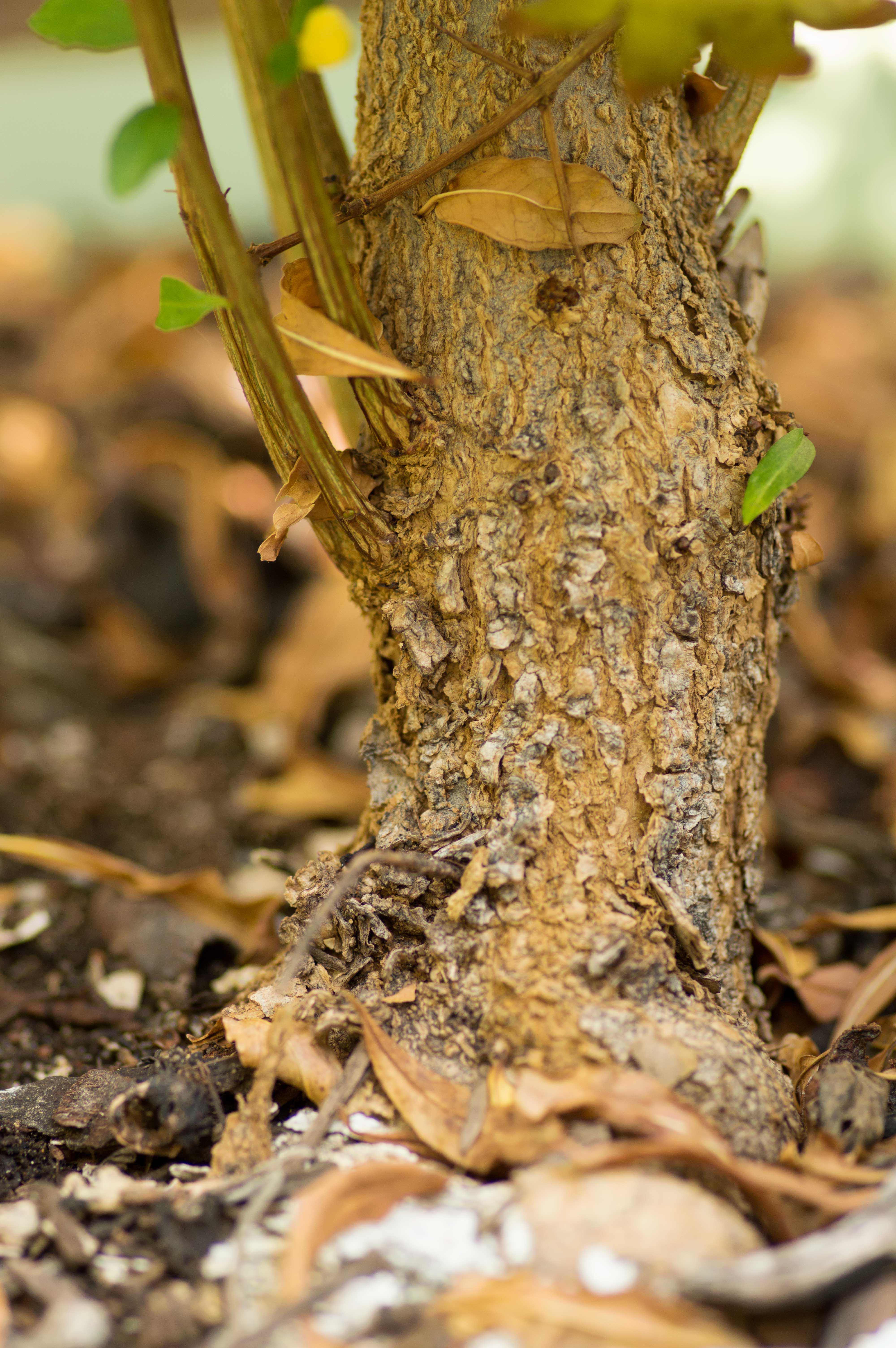 Can you grow from SEED and bear fruit? – Garden Imperfect Plants
