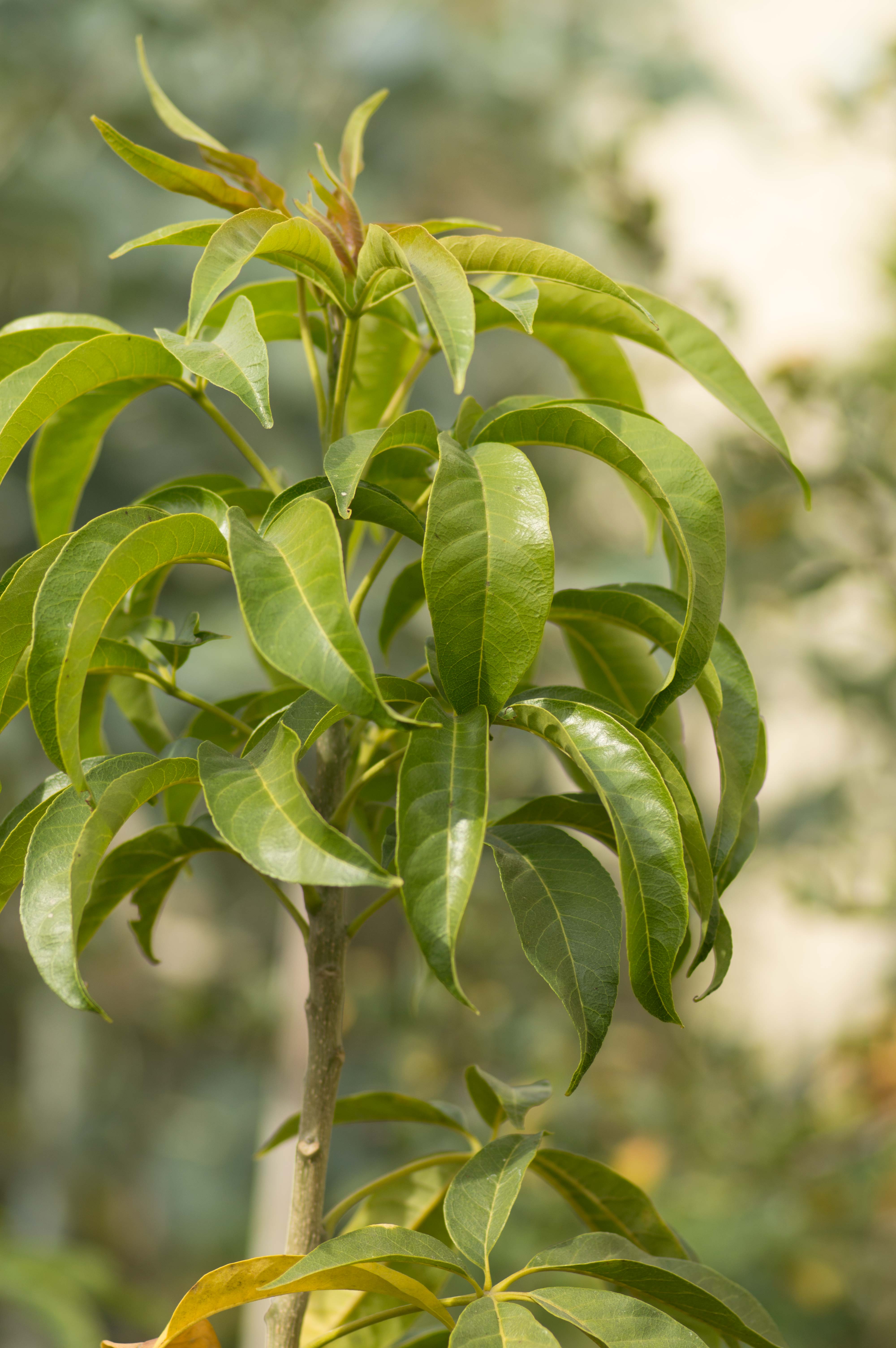 PLANTS IN GARDEN – Garden Imperfect Plants