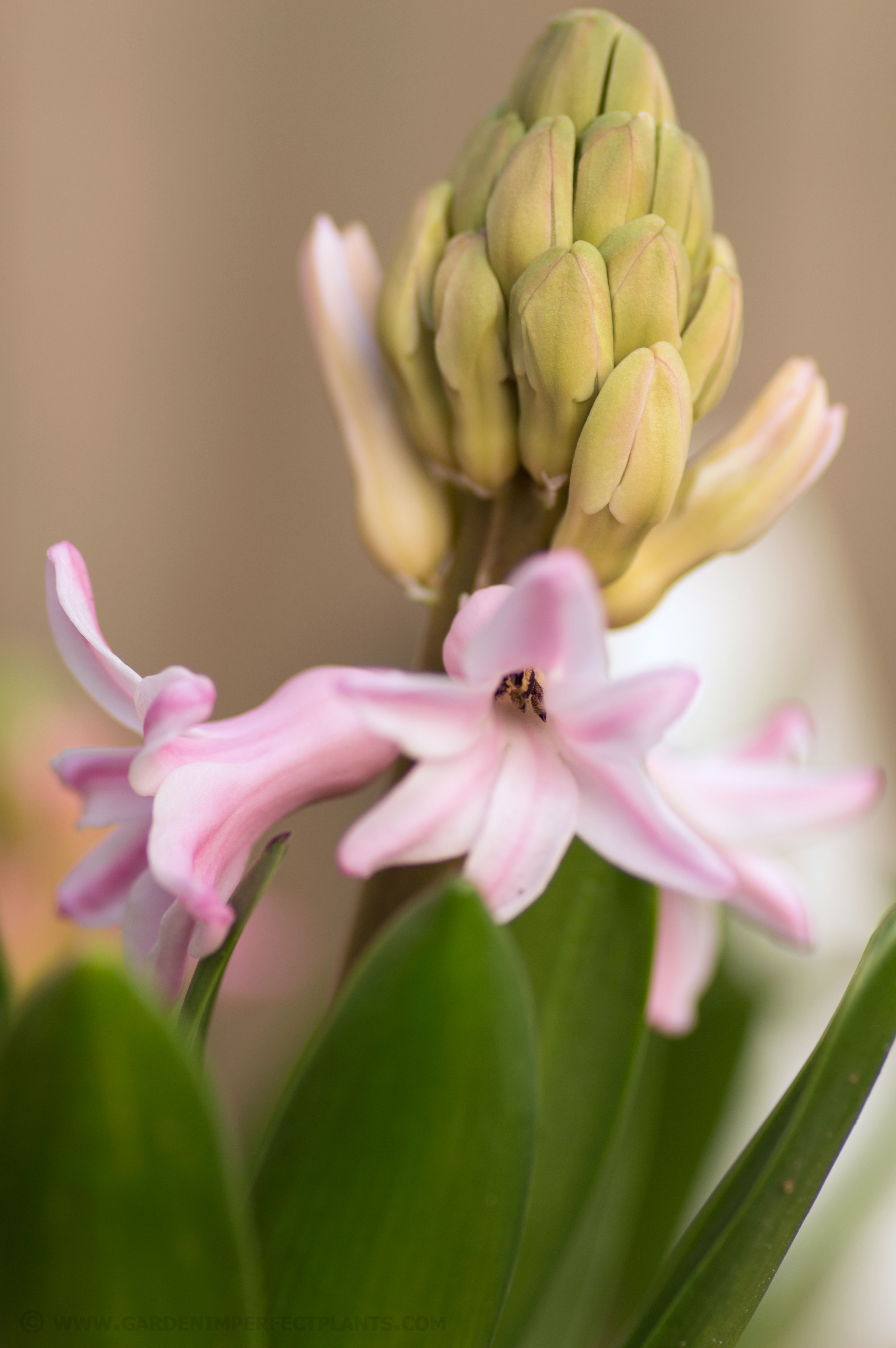 For Those Who Do Not Know – Garden Imperfect Plants