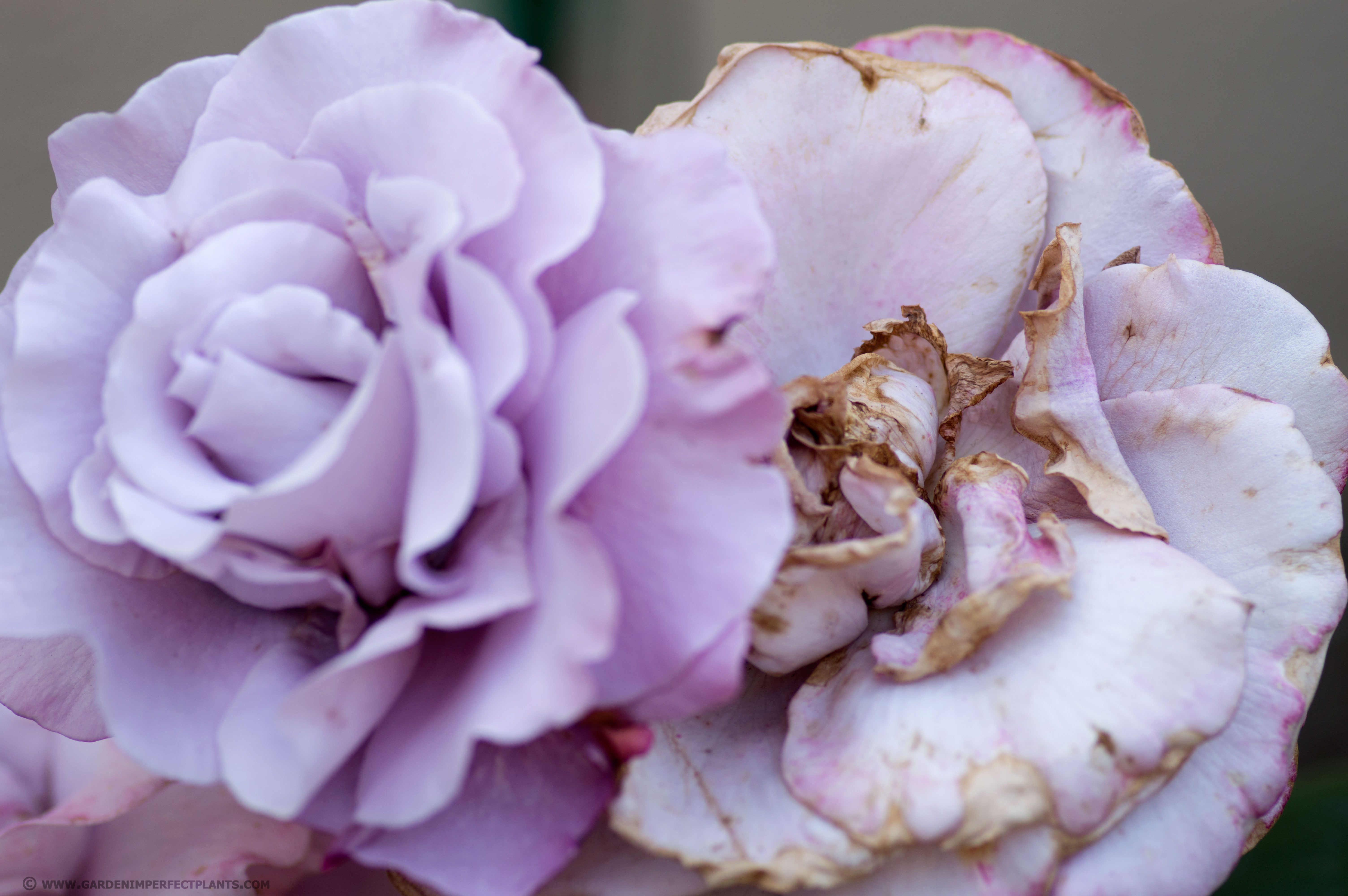 Forever Young. – Garden Imperfect Plants