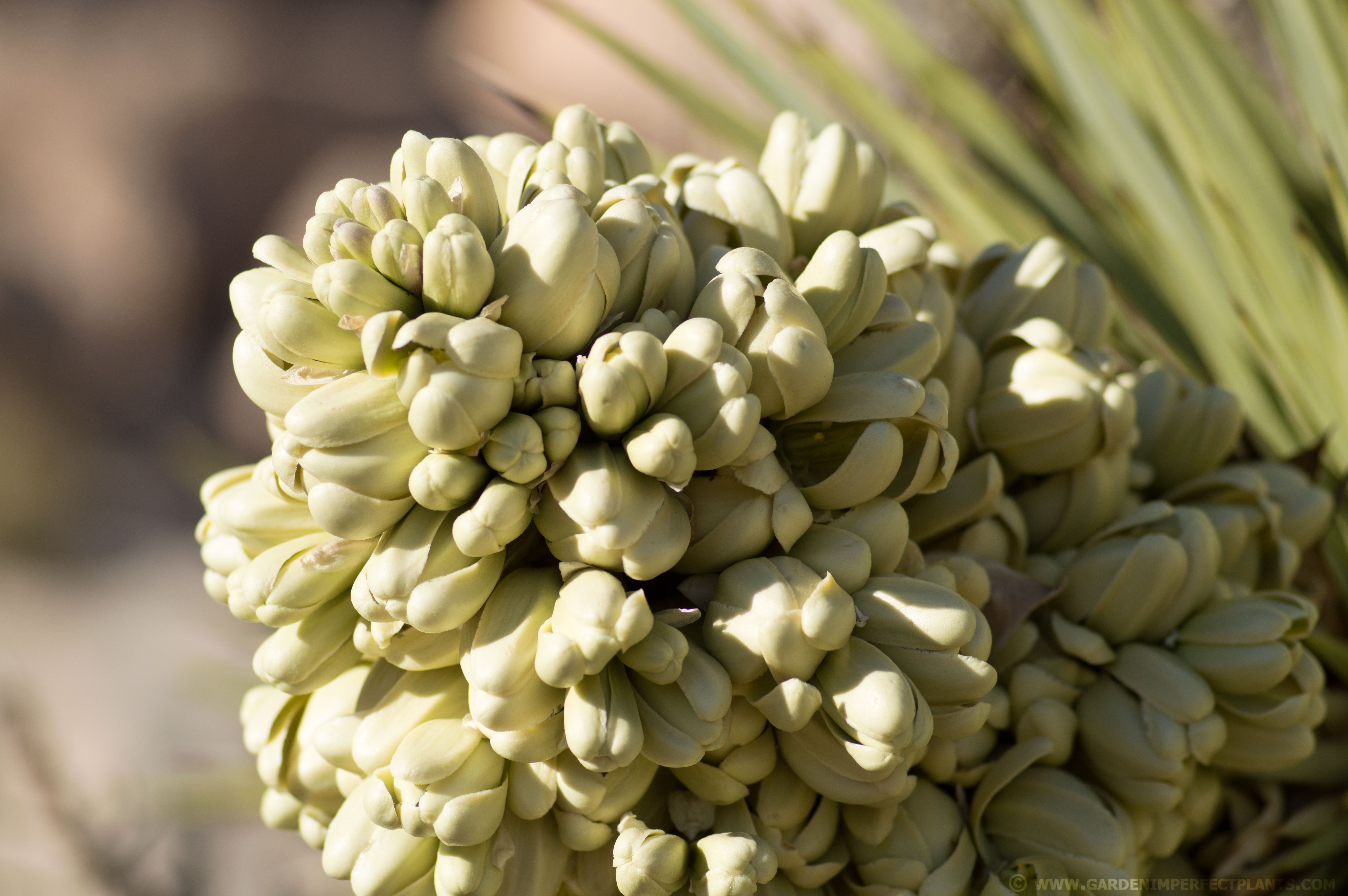 If you think it is time to leave the planet… – Garden Imperfect Plants