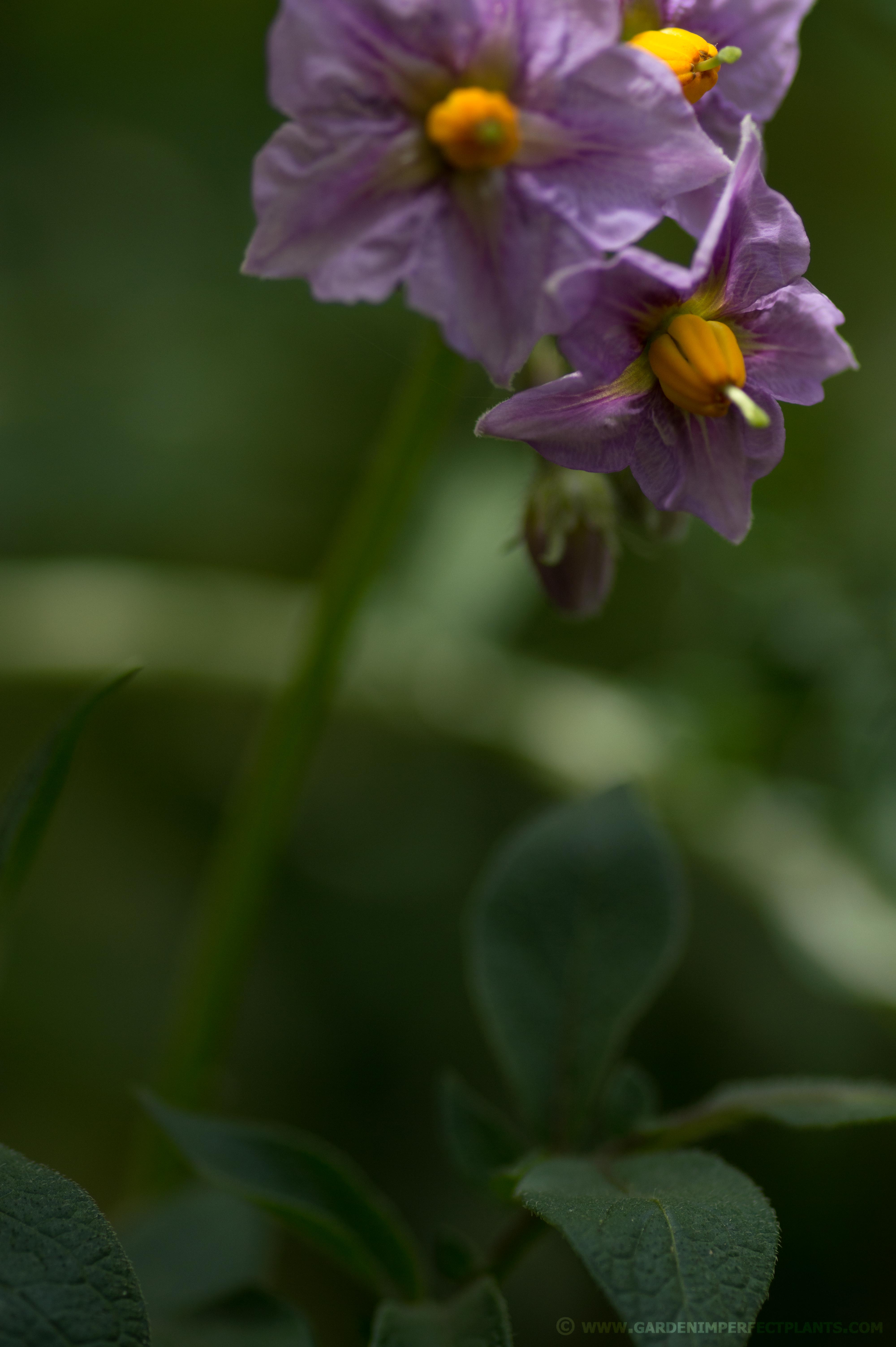 Do You Know What it Takes? – Garden Imperfect Plants