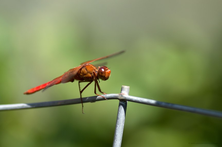 Anisoptera, goes by “Dragonfly” – Garden Imperfect Plants