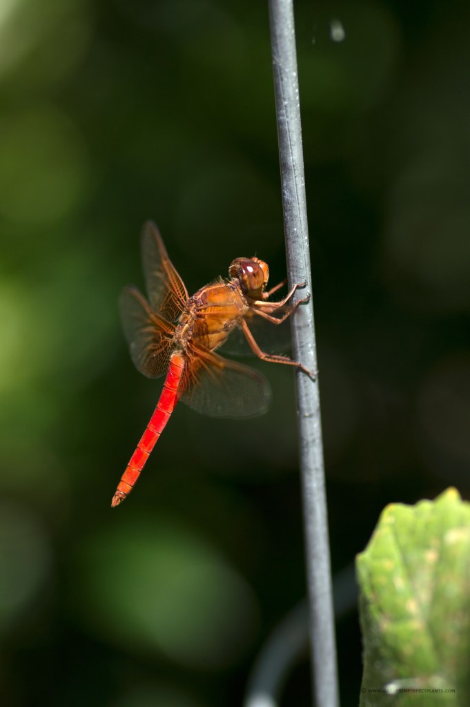 Anisoptera, goes by “Dragonfly” – Garden Imperfect Plants