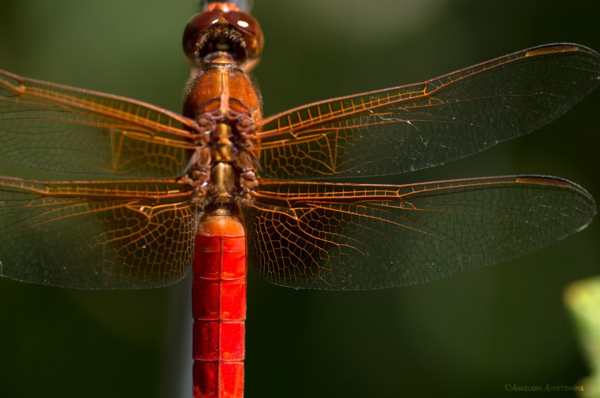 Anisoptera, goes by “Dragonfly” – Garden Imperfect Plants