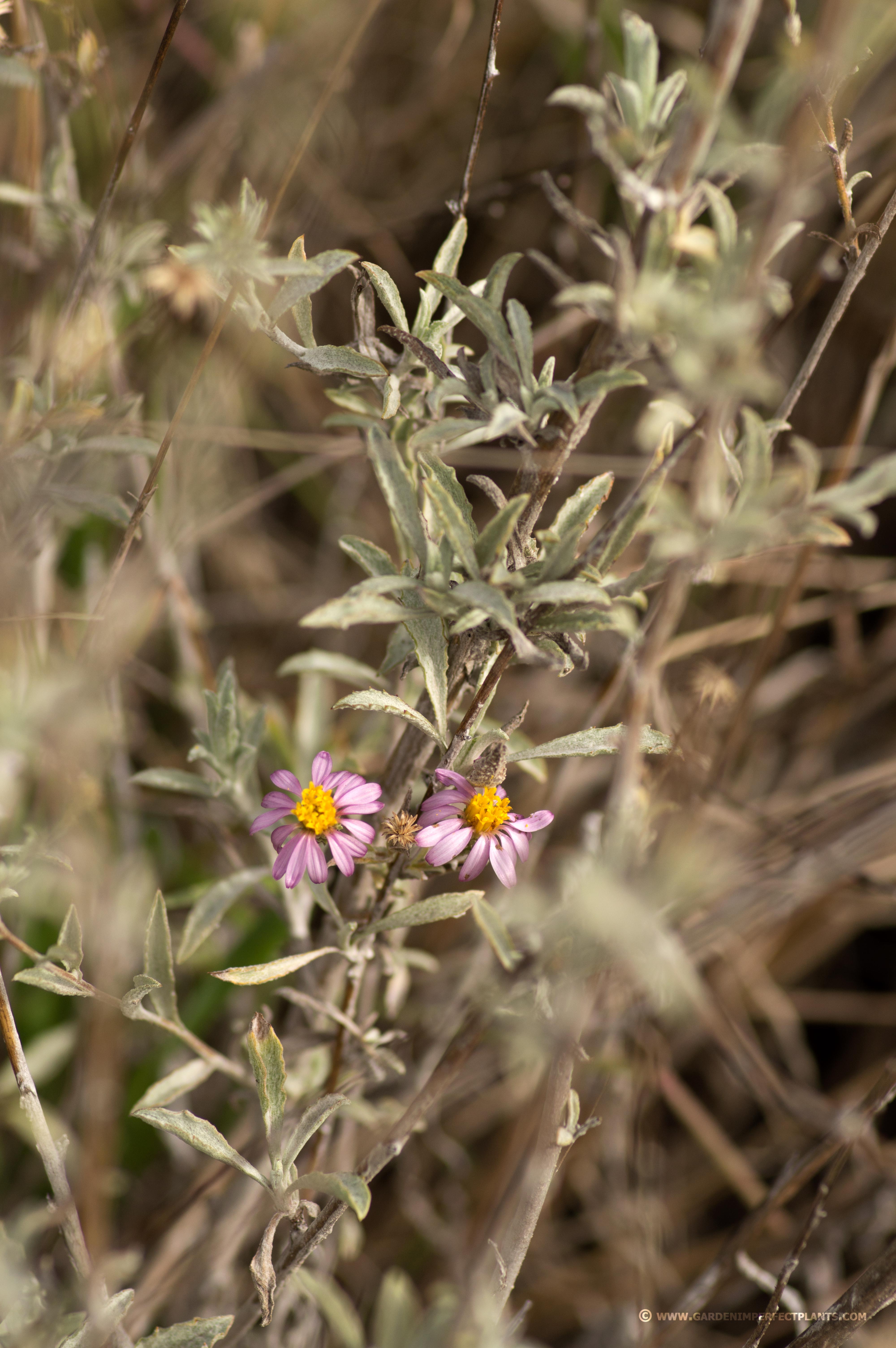 There is only ONE Reason to care about Calabasas. – Garden Imperfect Plants